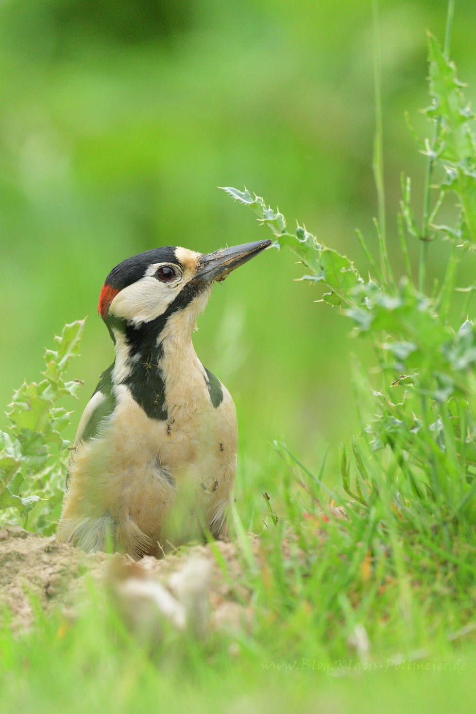 Im Garten 2020 – Klaus Pollmeier