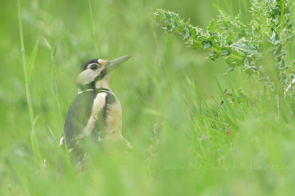Im Garten 2020 – Klaus Pollmeier